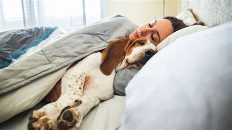 Las mejores razas de perros para dormir abrazados y cómodos MDZ Online