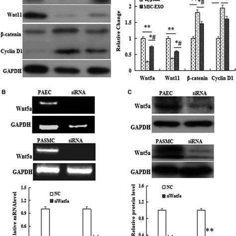 Effect Of Msc‐exo On Mct‐induced Pulmonary Artery Pressure And Vascular