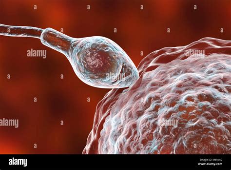 Human Sperm And Egg Human Fertilization Of Sperm And Egg Cell. Stock