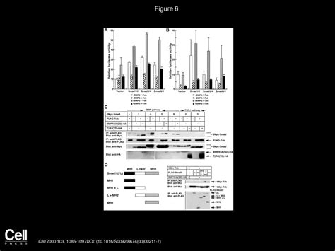 Negative Regulation Of BMP Smad Signaling By Tob In Osteoblasts Ppt