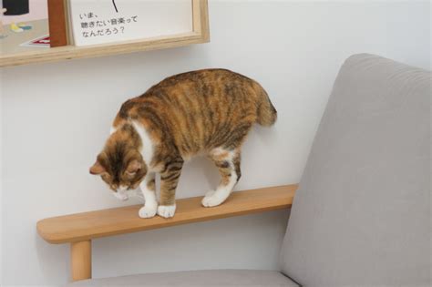 多摩是由社團法人台南市流浪動物愛護協會在東山救援的全盲三花貓從救援醫療中途等家到被領養經歷了4個多月的時間其中開了兩次眼球摘除手術