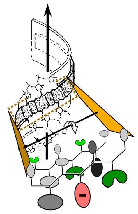 Life Special Issue The Origins And Early Evolution Of Rna