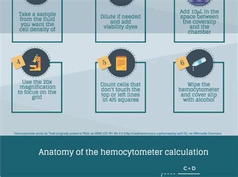 Hemocytometer Archives • Hemocytometer
