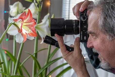 How To Light Close Up Flower Photos With A Flashlight Photofocus