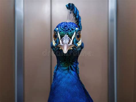 Vibrant Blue Peacock With Intricate Feathers Stock Illustration
