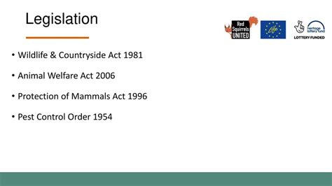 Grey Squirrel Management Trapping Ppt Download