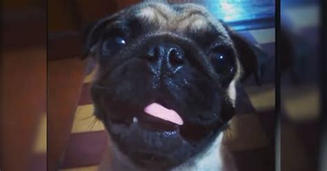 Les Pidieron 20 Mil Pesos Para Devolverles La Perrita Que Les Robaron