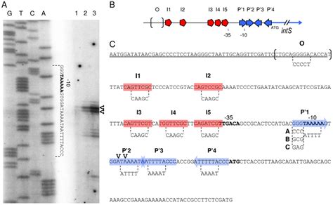 Primer Extension Analysis And Mutagenesis Strategy Of The Ints