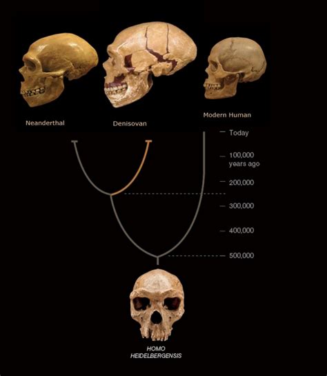 Artificial Cranial Deformation Head Binding And Skull Modification