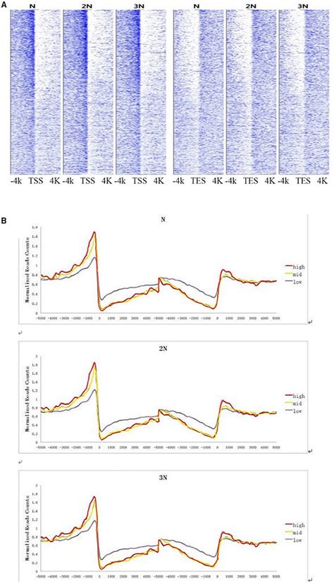 A Correlation Between Dna Methylation And Gene Expression Levels At