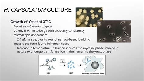 Yeasts And Dimorphic Fungi Powerpoint Ppt Ppt