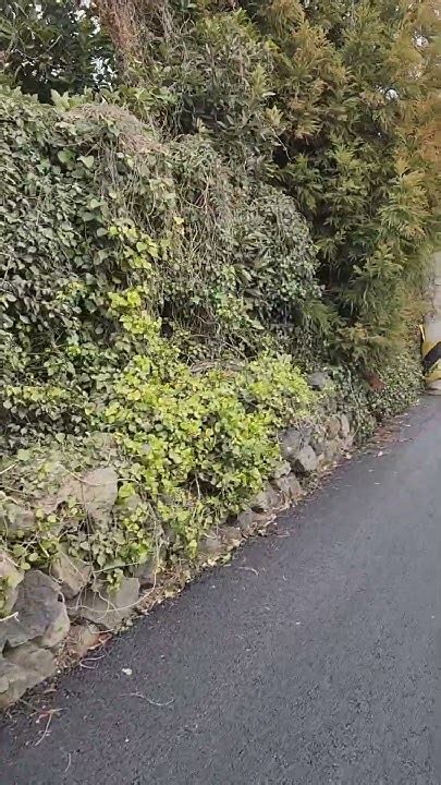 상큼한 새소리 상쾌한 공기 제주 돌담길 Youtube