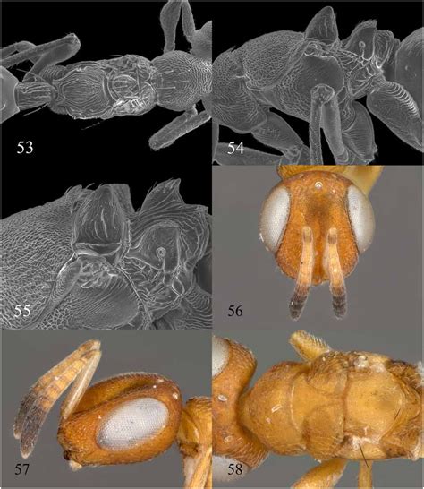 Figures 5358 In Phylogenetics And Classification Of The World Genera