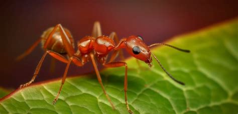 Premium Photo A Red Ant On A Leaf Premium Photo A Red Ant On A Leaf
