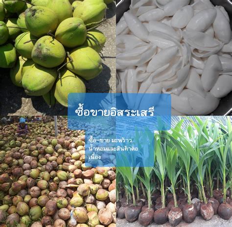 ซื้อ ขาย มะพร้าวน้ำหอมไทยๆ