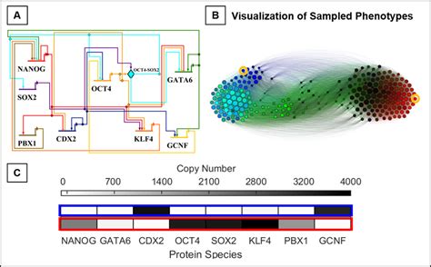 Pluripotency Network Model And Simulation Results Awiring Diagram For