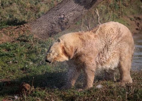 Polar Bears At Jimmys Farm And Wildlife Park Suffolk