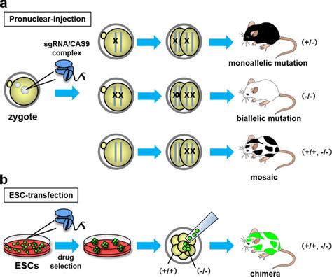 Experimental Designs Of The Pronuclear Injection And The Download Scientific Diagram