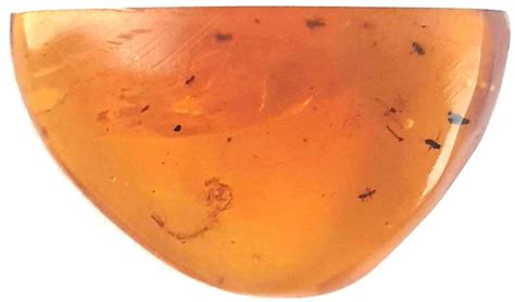 Rare Fossil Find Reveals Early Evolution Of Mosquitoes Geology Page