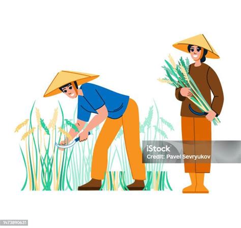 Vektor Panen Padi Ilustrasi Stok Unduh Gambar Sekarang Alam Bahan