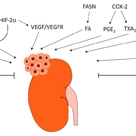 Summarizing Scheme Of Bioactive Lipids Regulating Renal Cell Carcinoma