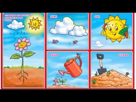 Elementos Que Necesitan Las Plantas Para Vivir YouTube