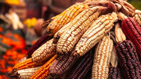 Ornamental Corn Center For Crop Diversification