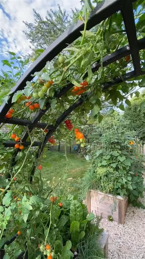 Build A Diy Raspberry Trellis Artofit