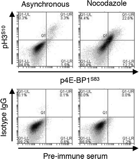 Mitotic Protein Kinase Cdk1 Phosphorylation Of Mrna Translation