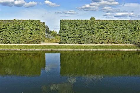 Eleagnus La Siepe Perfetta Per I Climi Marini Metropolitan Magazine