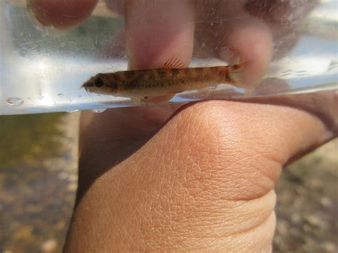 Genus Mesonoemacheilus · Inaturalist United Kingdom