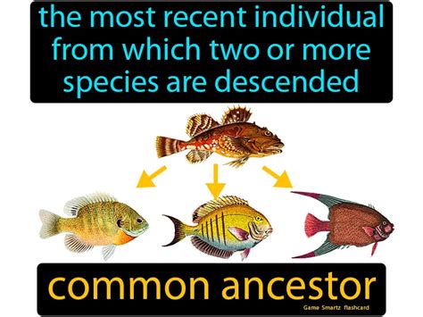 Common Ancestor Definition And Image Flippy Flashcards