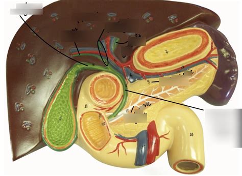 Liver Pancreas Diagram Quizlet