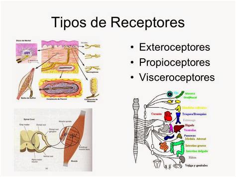 BiologÍa 3º Secundaria Abril 2015