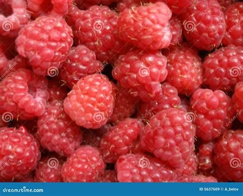 Raspberry Texture Stock Image Image Of Tasty Delicious 5637609