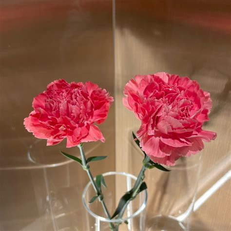 カーネーショントミーミナミ 花屋 はな輔