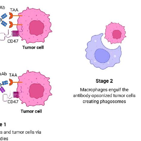 Antibody Dependent Cellular Phagocytosis By Macrophages Antibodies