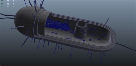 3d Anatomy Bacteria Model