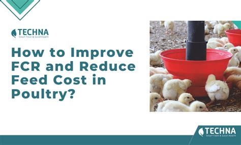 How To Improve Fcr And Reduce Feed Cost In Poultry Sr Publications
