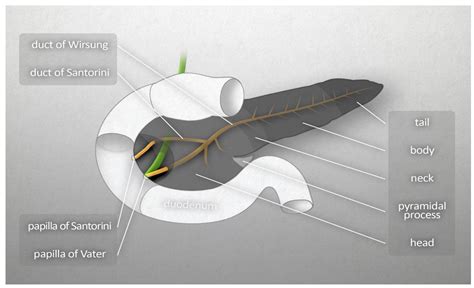 Pancreatic Duct