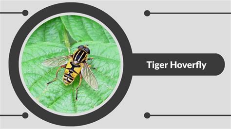 25 Types Of Hoverflies Syrphidae Species Identification