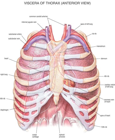 Human Anatomy Chest Cavity