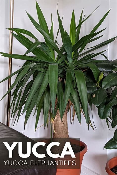 Yucca Root Benefits And How To Use It