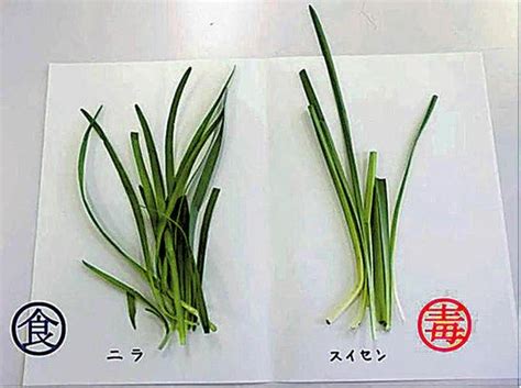 絶対食べないでニラとそっくりなスイセンに気をつけて。 話題の画像プラス