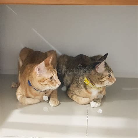 Two Cat Laying Down On The Floor Looking To The Right Stock Image