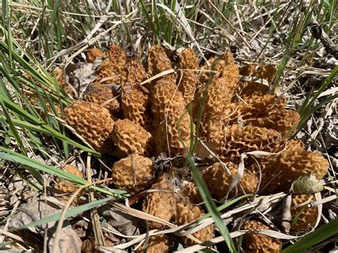 Biggest Morels Cluster Ive Ever Seen R Mushrooms