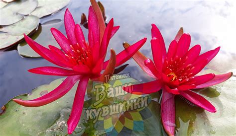 Купить нимфею Hidden Violet (Скрытый фиолетовый), купить кувшинку, нимфея
