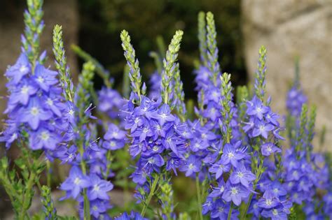 ベロニカの花言葉と育て方｜花の種類や開花時期は？ Horti 〜ホルティ〜 By Greensnap