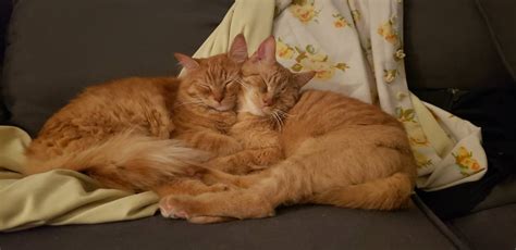 Dorito And Sherbert Trying To Merge Their Brain Cell R Oneorangebraincell