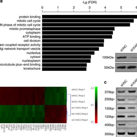 Microarray Analysis Reveals Genes Involved In Cell Cycle And Mitotic